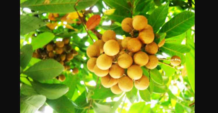 Cara Menanam Kelengkeng Agar Cepat Berbuah Dan Lebat